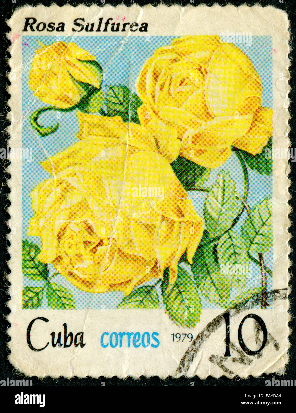 Flora cuban flower hi-res stock photography and images - Alamy