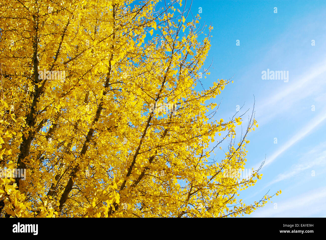 Ginkgo Tree: A large Ginkgo Tree, Ginkgo Biloba, with spectacular ...