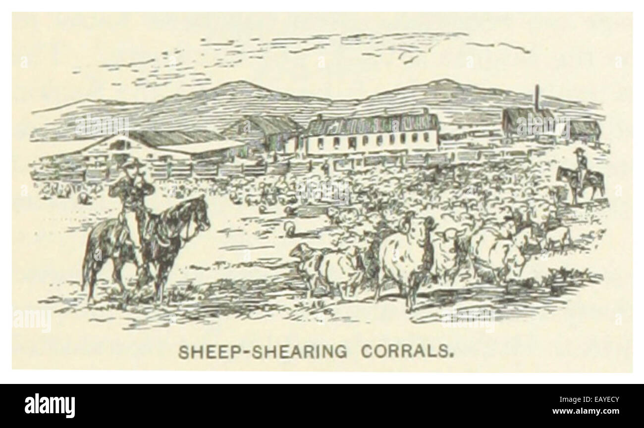 Shearing sheep illustration hi-res stock photography and images - Alamy