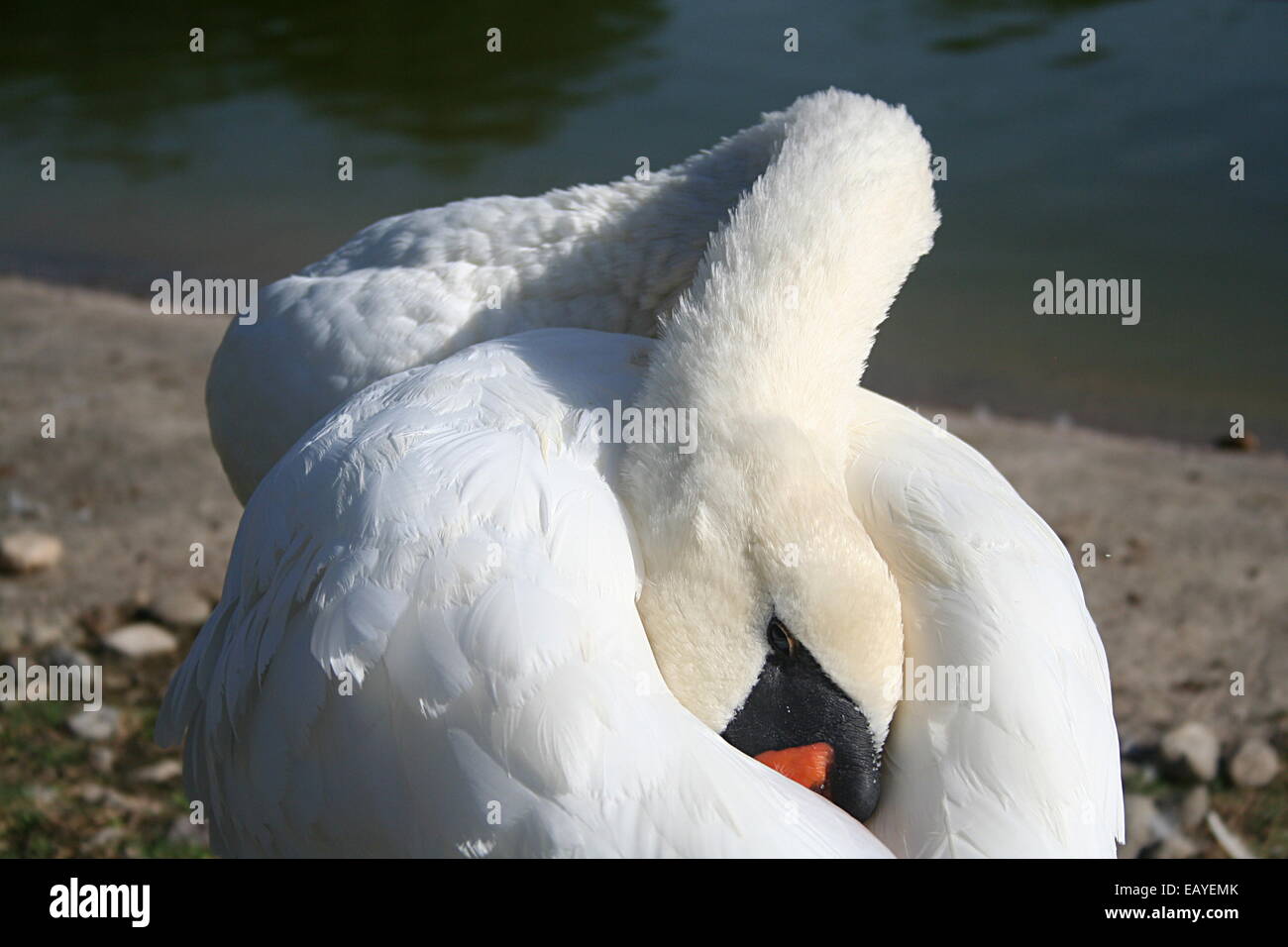 The most beautiful swan hi-res stock photography and images - Alamy