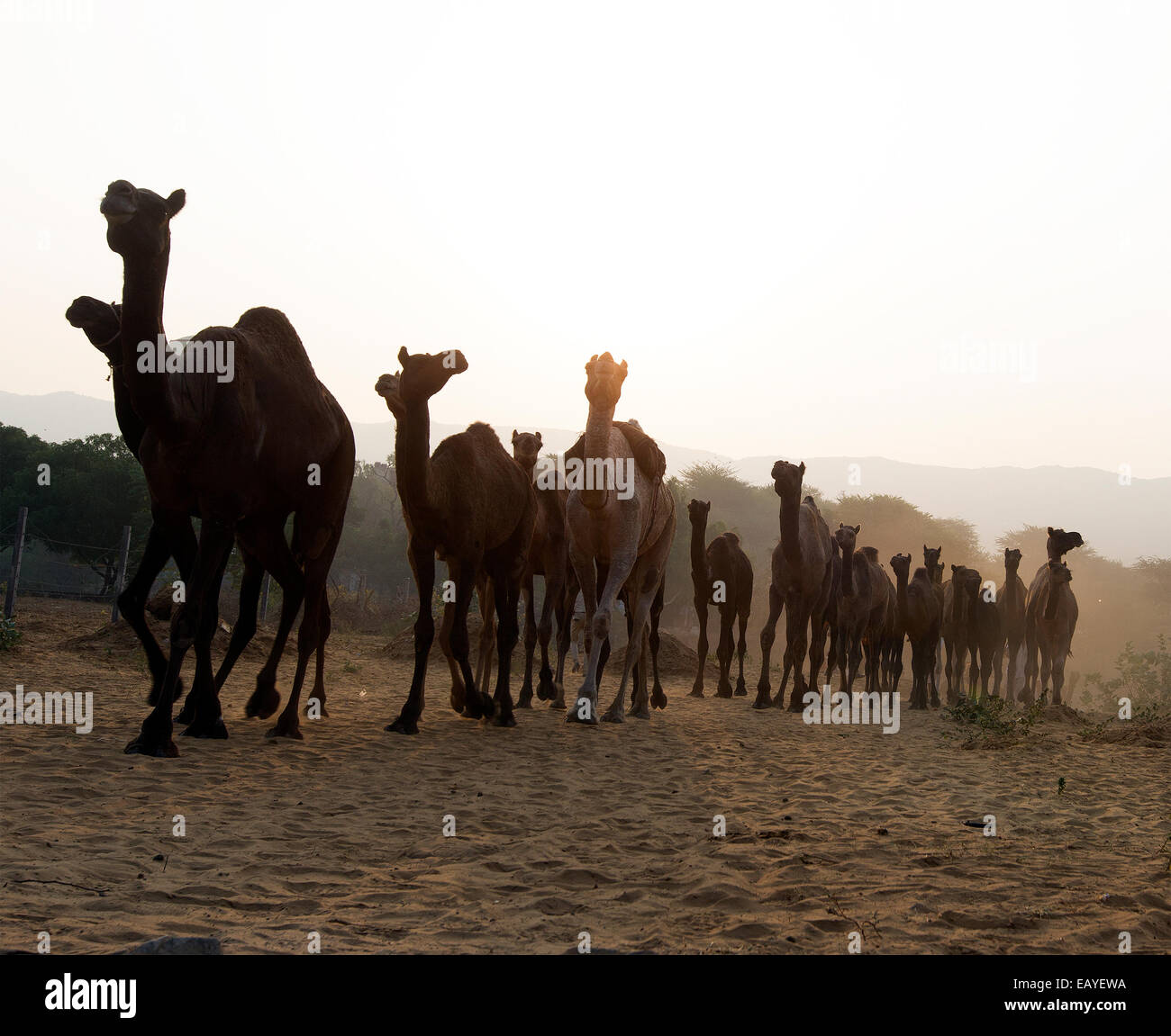 Camels, desert, working animals, Camelidae, milk, Pushkar, Rajasthan ...