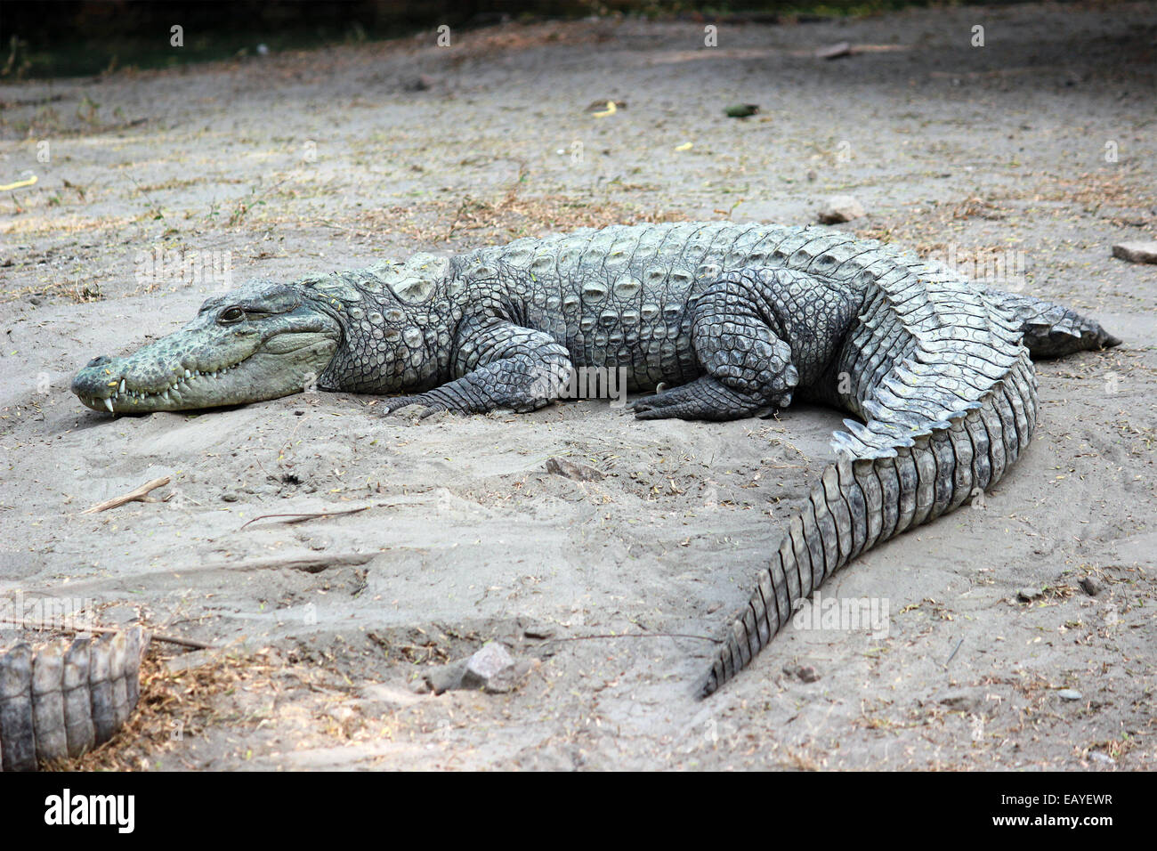 Crocodile tail hi-res stock photography and images - Alamy