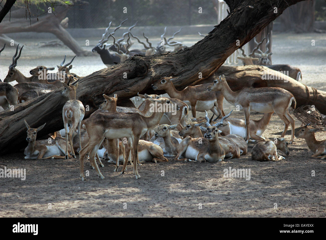 deer, reindeer, fallow deer, roe deer, pudú, black-tailed deer, elk ...