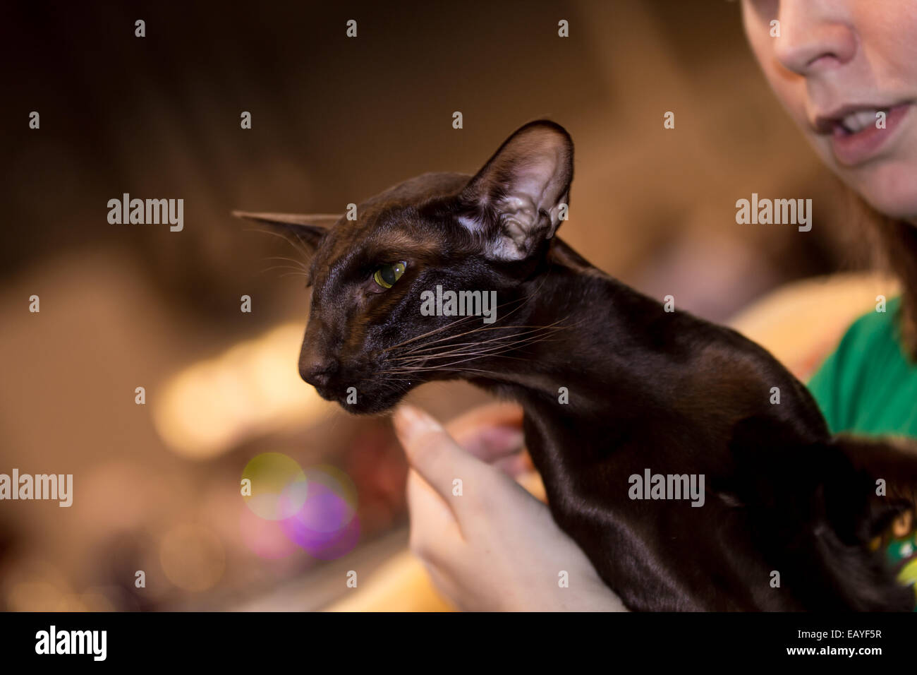 Birmingham, UK. 22nd Nov, 2014. Supreme cat show where all cats compete ...