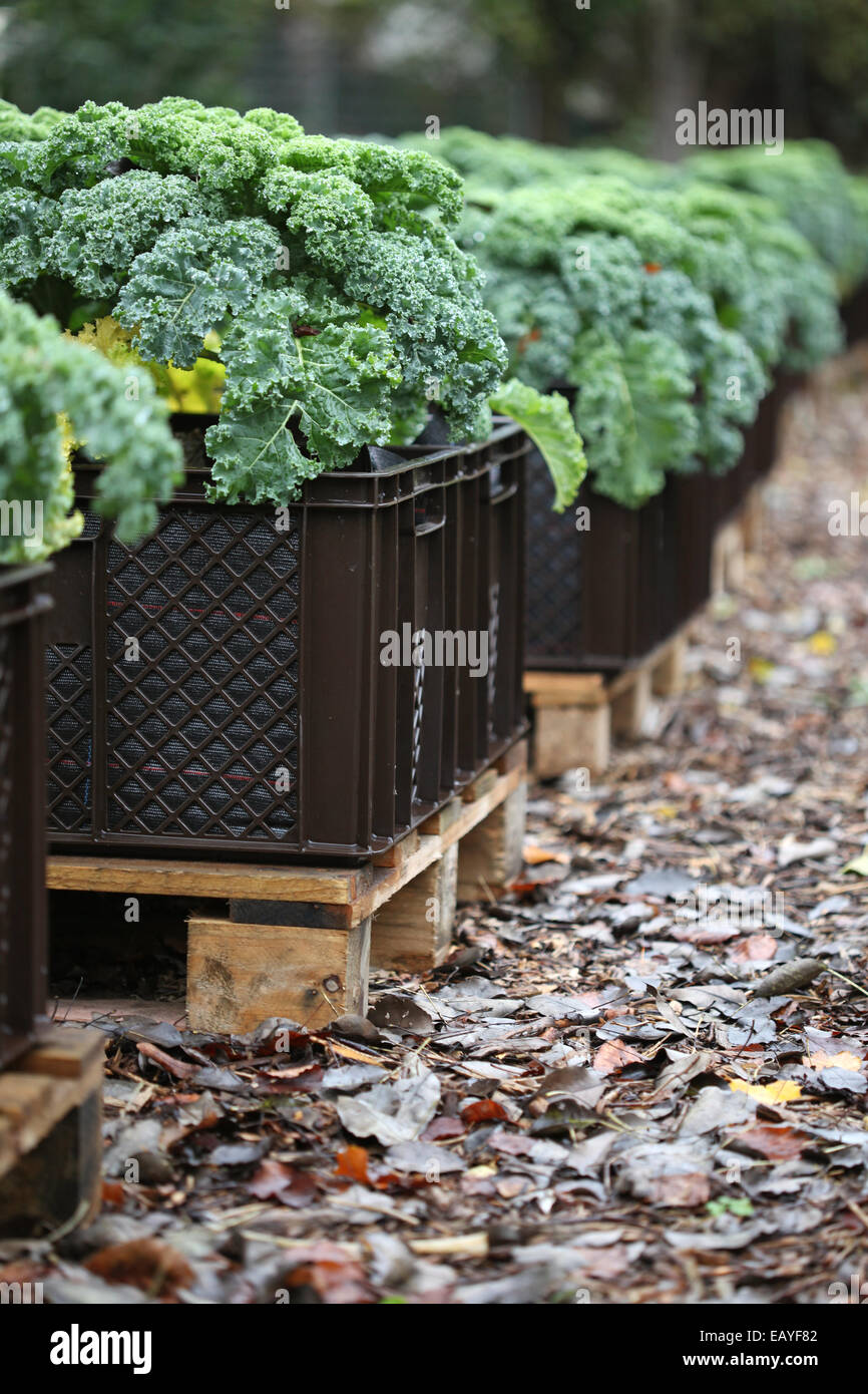 Growing herbs in boxes hi-res stock photography and images - Alamy