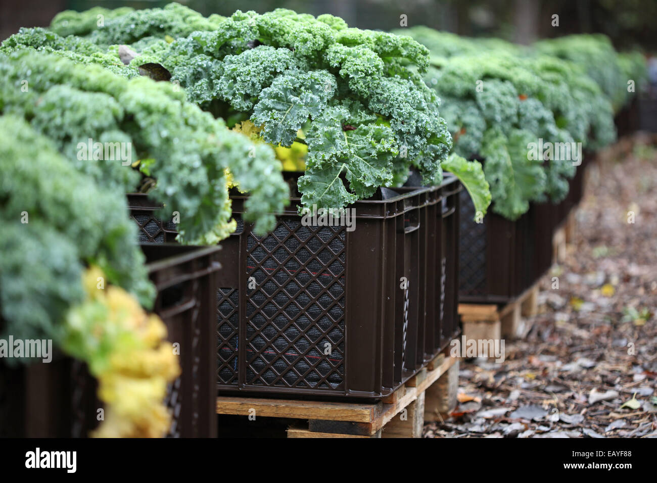 Growing herbs in boxes hi-res stock photography and images - Alamy