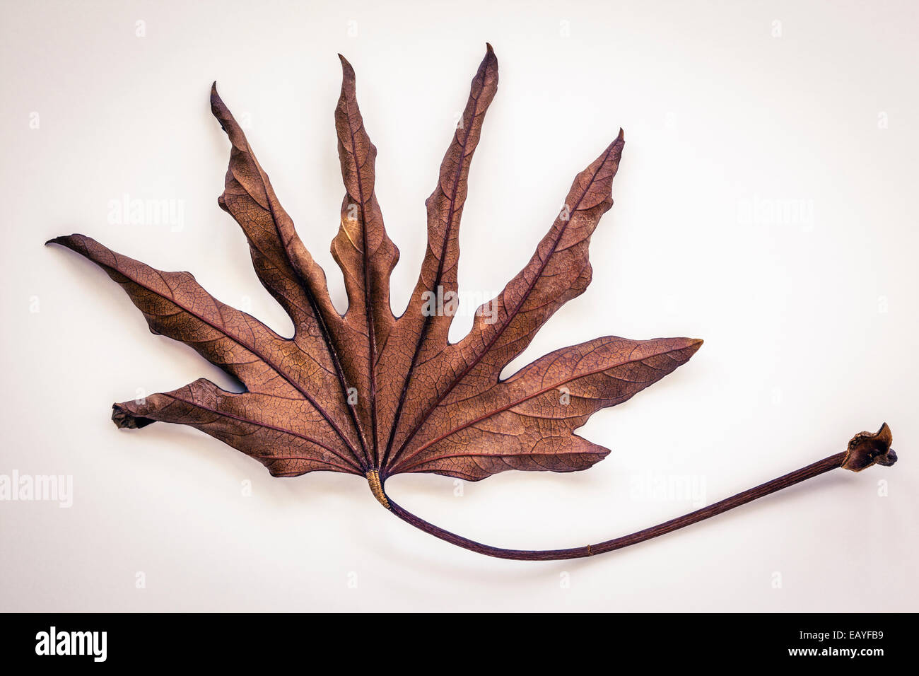Fatsia japonica leaf hi-res stock photography and images - Alamy