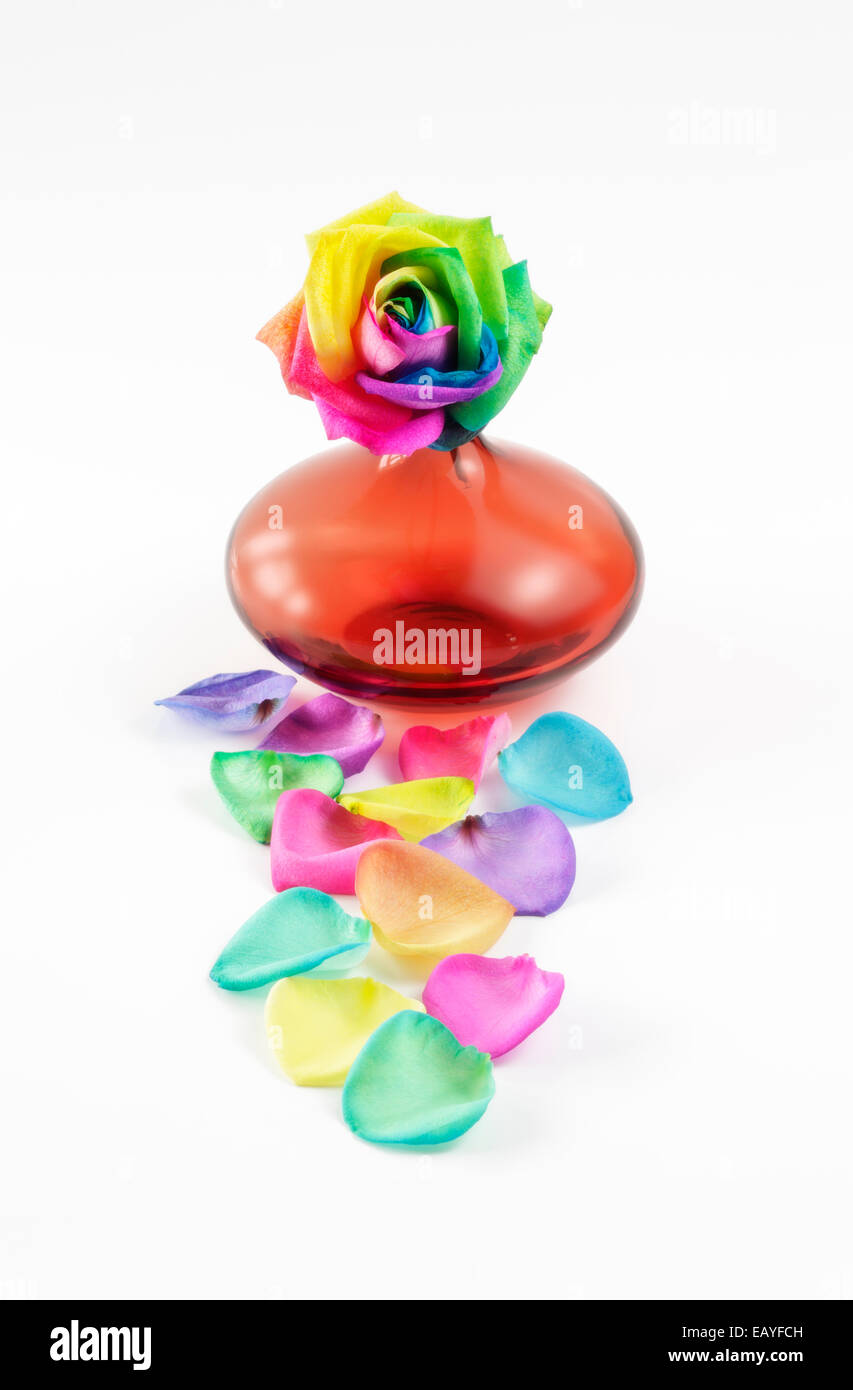 Orange rose flower in Cut Out Stock Images & Pictures - Alamy