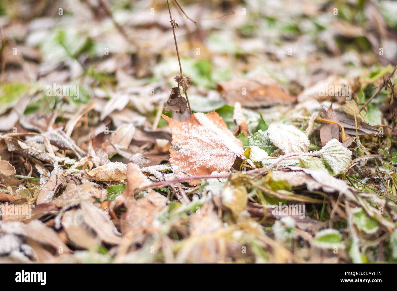 First grass hi-res stock photography and images - Alamy