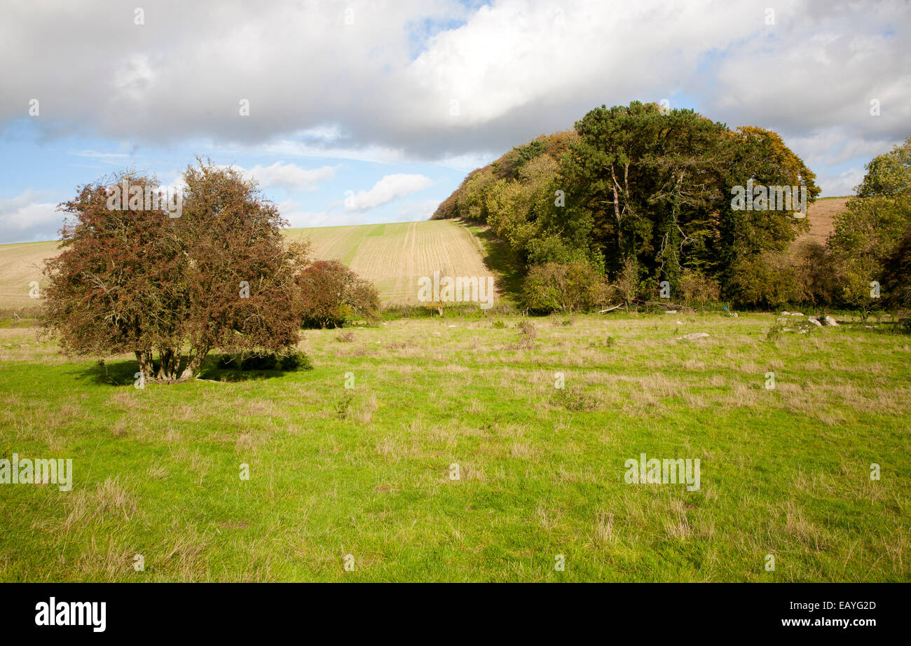Piggle Dene is a National Trust area of chalk dry valley with sarsen ...