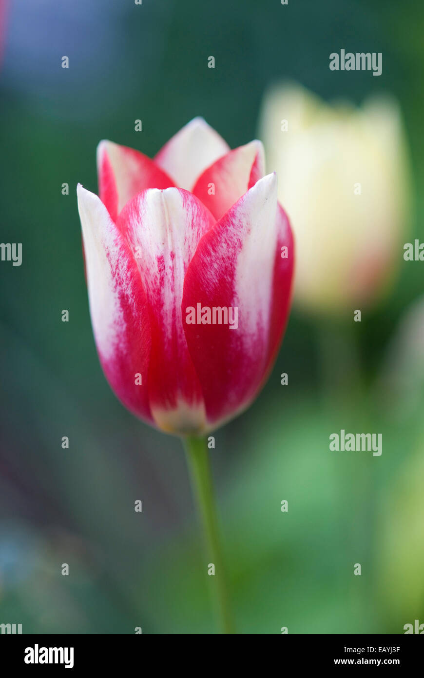 Tulipa marjoletti hi-res stock photography and images - Alamy