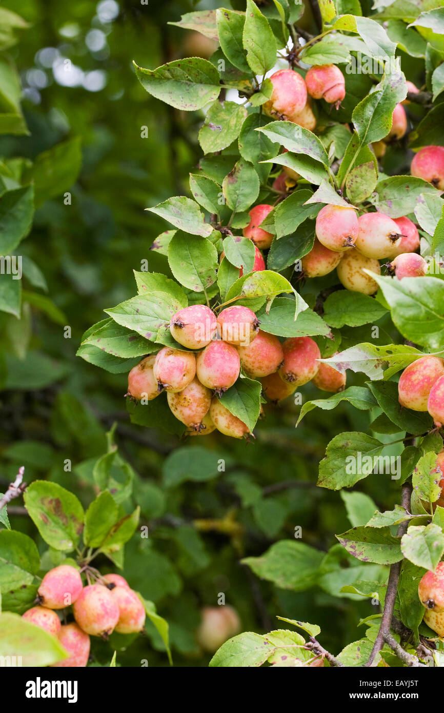 Crabapple fruit hi-res stock photography and images - Alamy