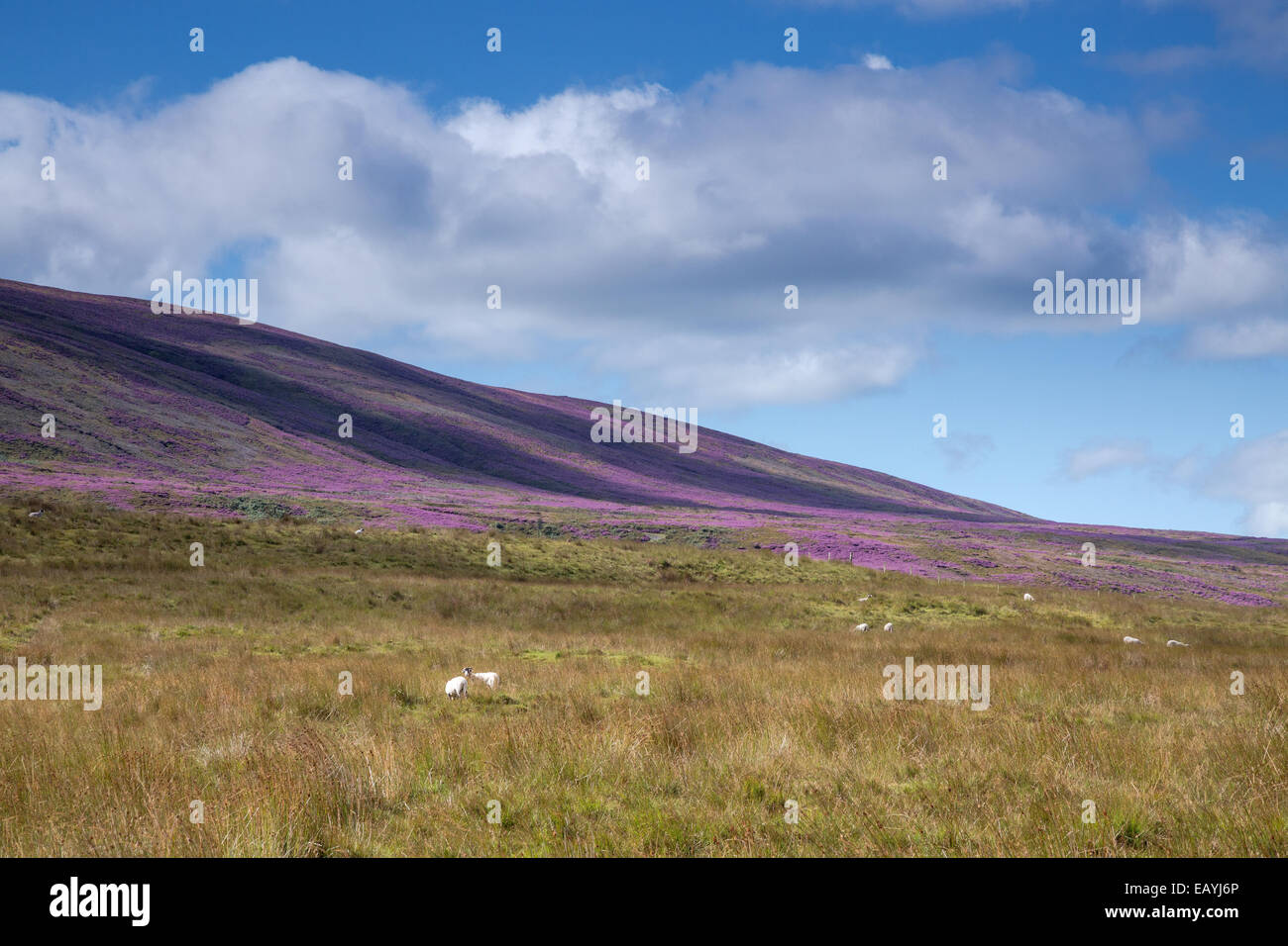 Heather covers trough bowland moor hi-res stock photography and images ...
