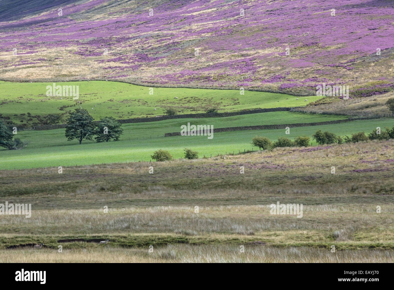 Heather covers Trough of Bowland moor in Lancashire Stock Photo - Alamy