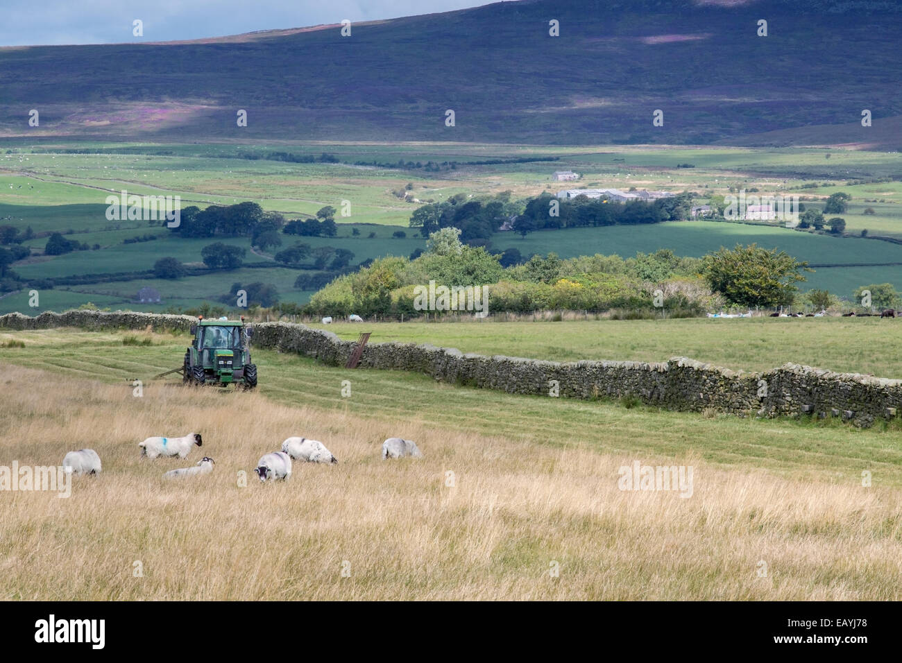 Heather covers Trough of Bowland moor in Lancashire Stock Photo - Alamy