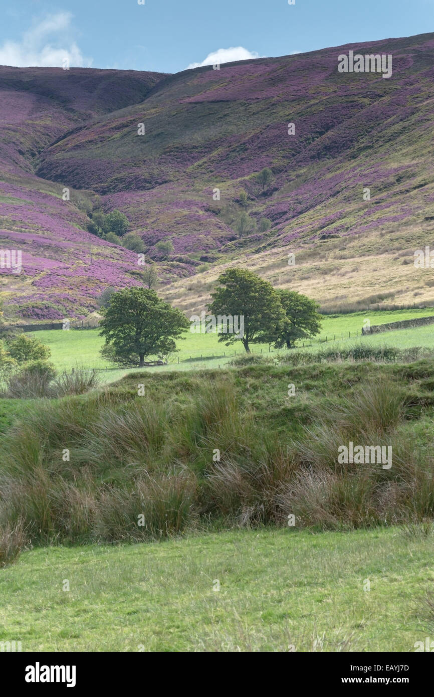 Heather covers Trough of Bowland moor in Lancashire Stock Photo - Alamy