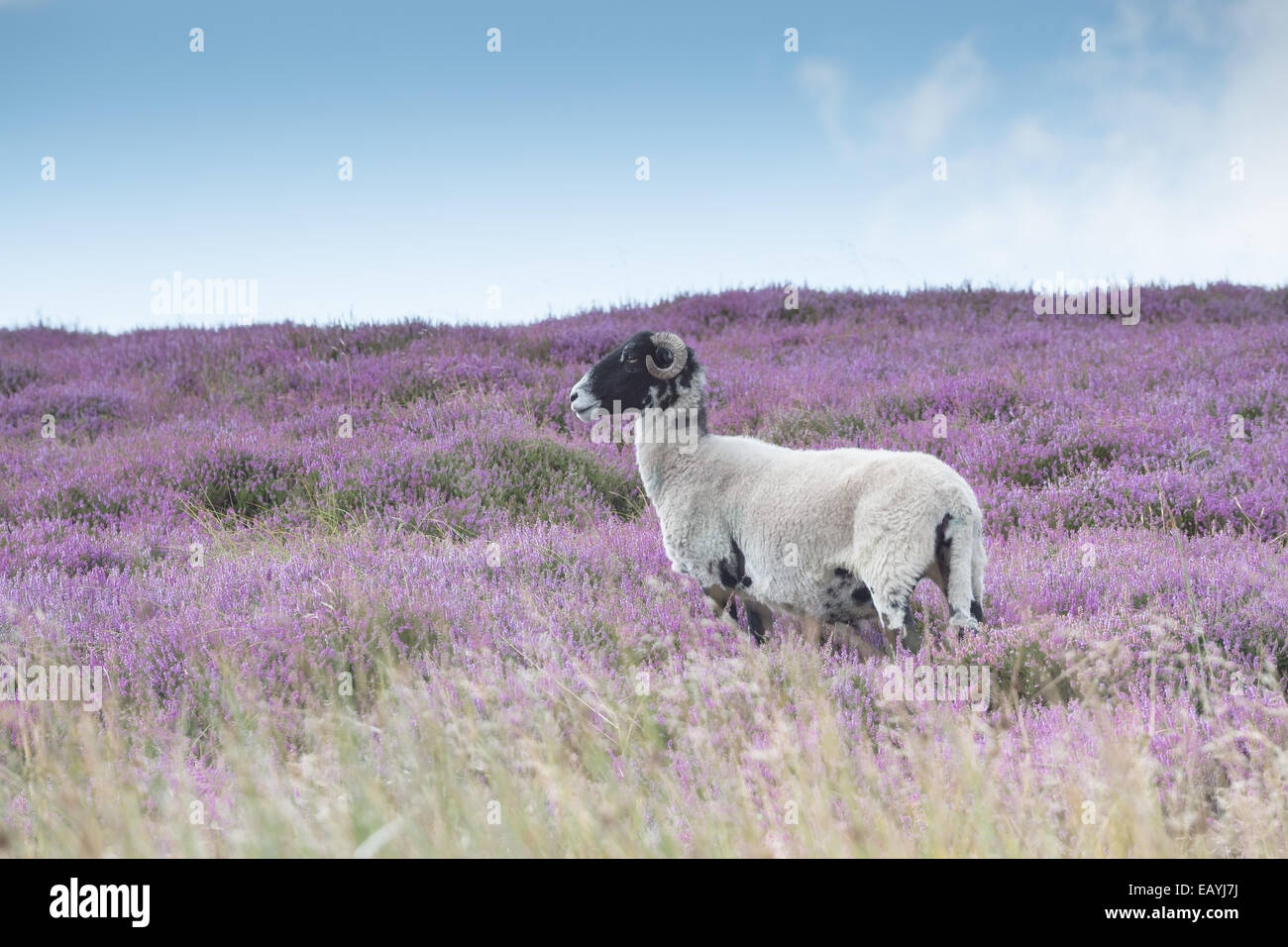 Heather covers Trough of Bowland moor in Lancashire Stock Photo - Alamy
