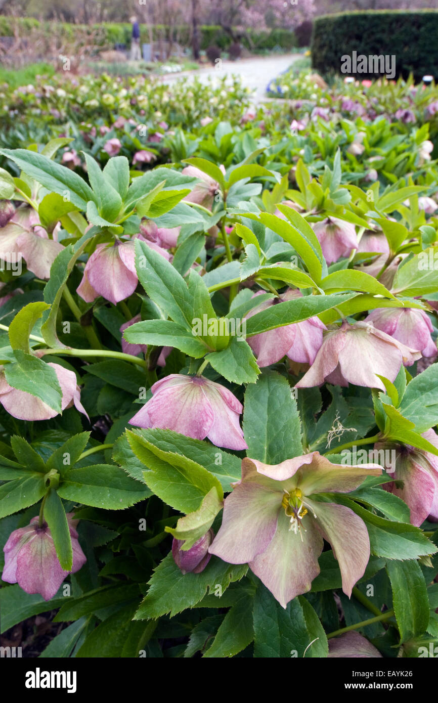 Lenten roses hi-res stock photography and images - Alamy
