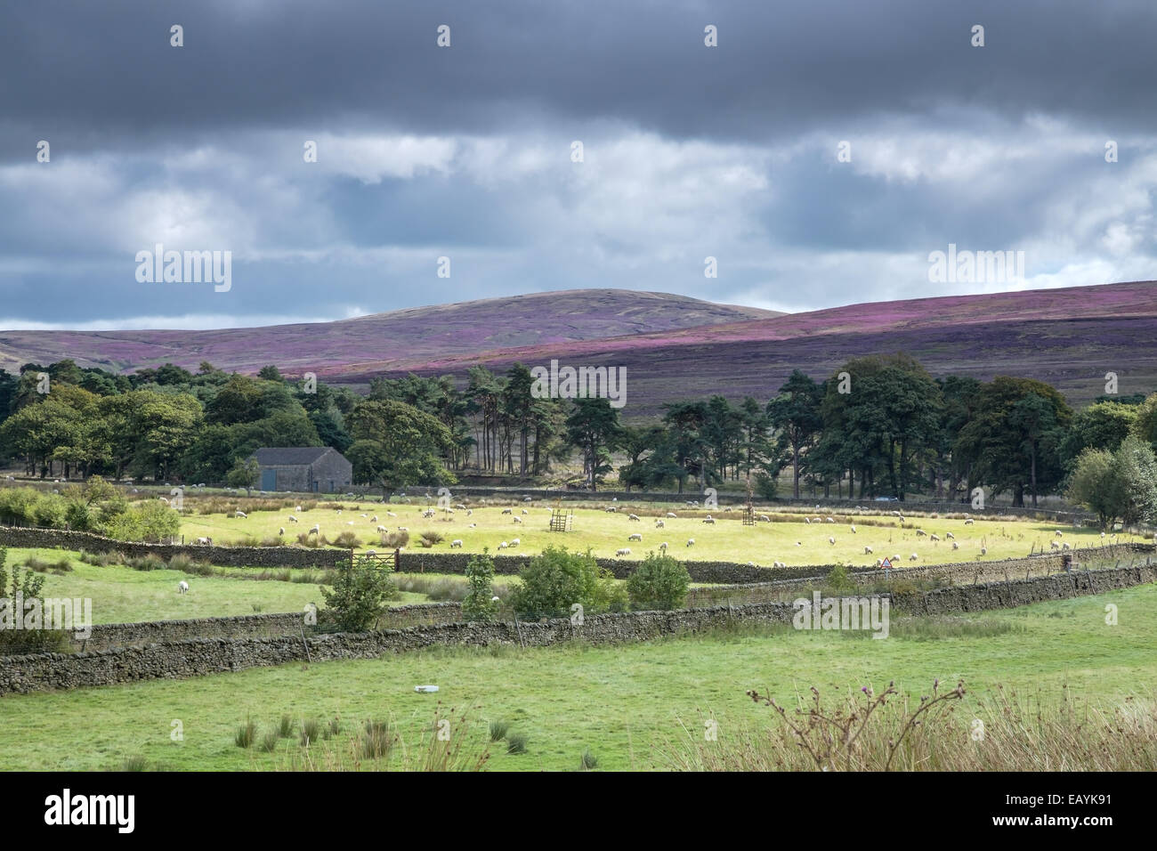 Heather covers Trough of Bowland moor in Lancashire Stock Photo - Alamy
