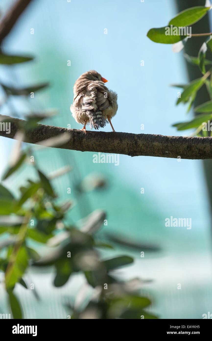 A small bird leans to the left while standing on a tree branch Stock ...