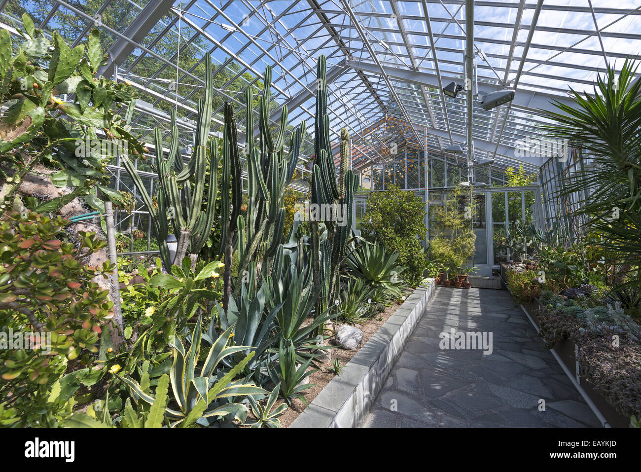 Cactus display inside the Helsinki Winter Garden, Helsinki, Finland ...