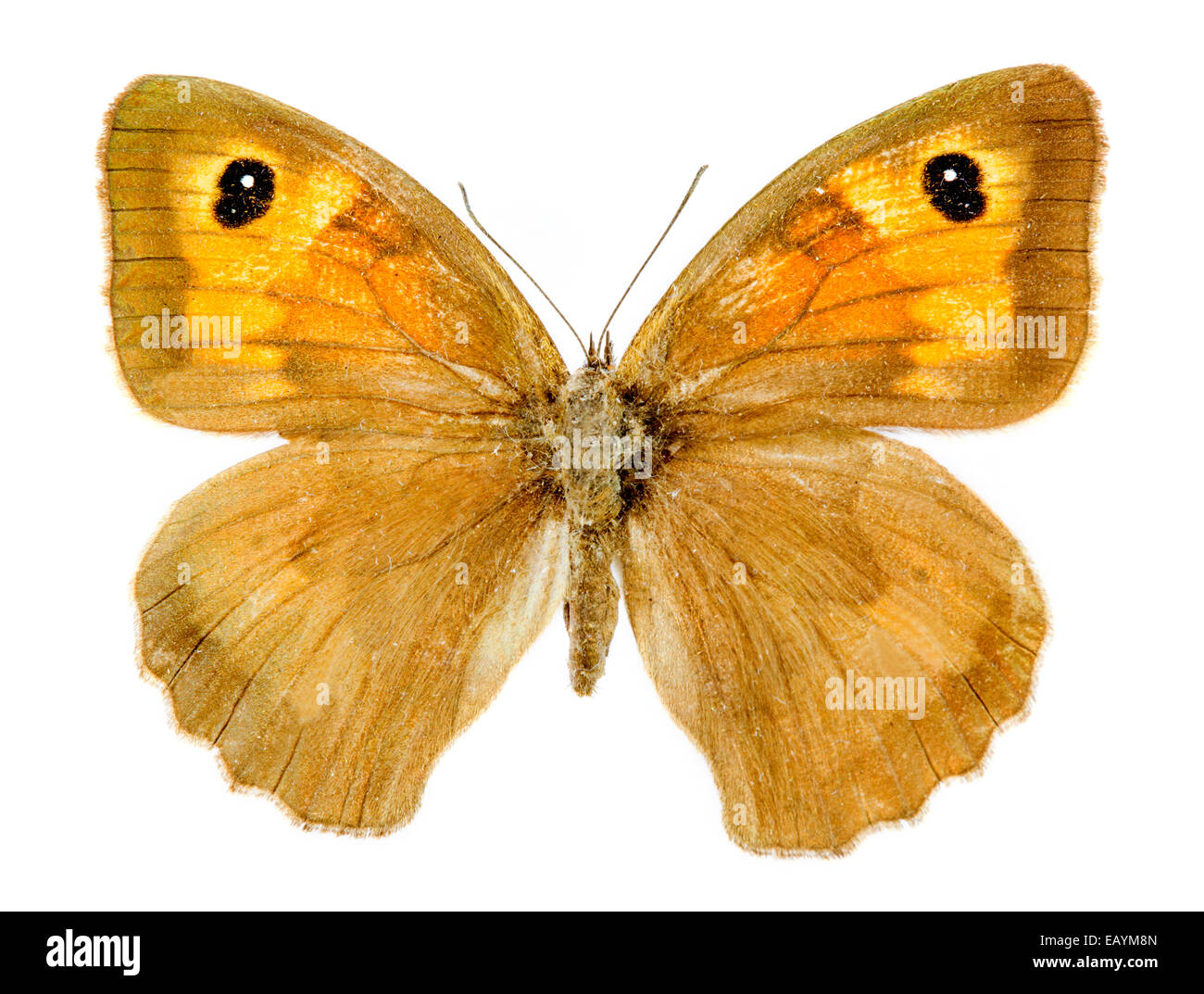 Gatekeeper butterfly isolated hi-res stock photography and images - Alamy