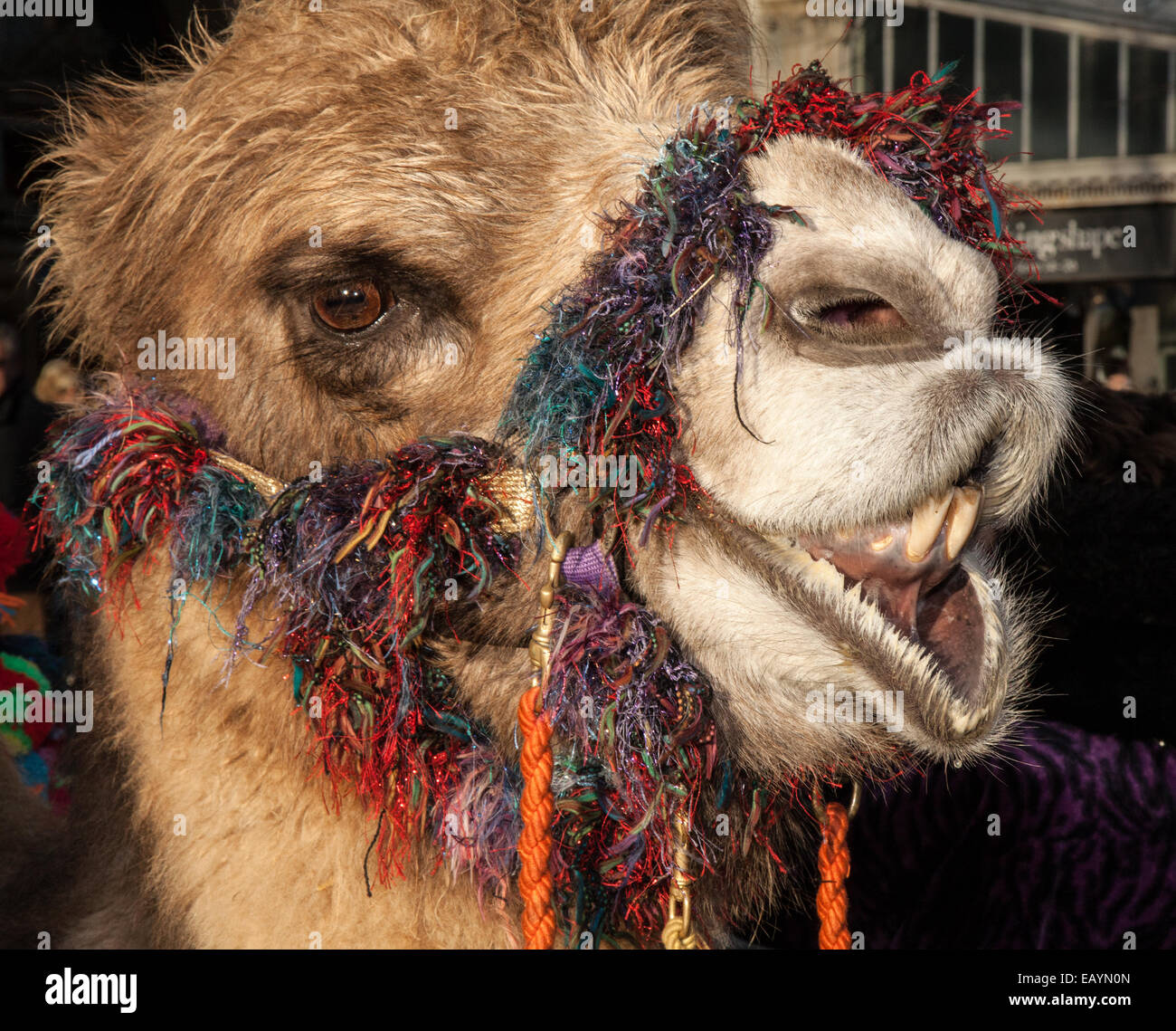 Animals making funny faces hi-res stock photography and images - Alamy