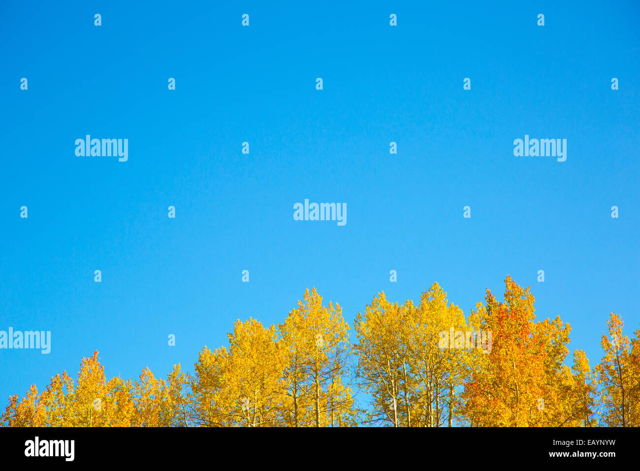 Fall Aspen Trees And Blue Sky Stock Photo - Alamy