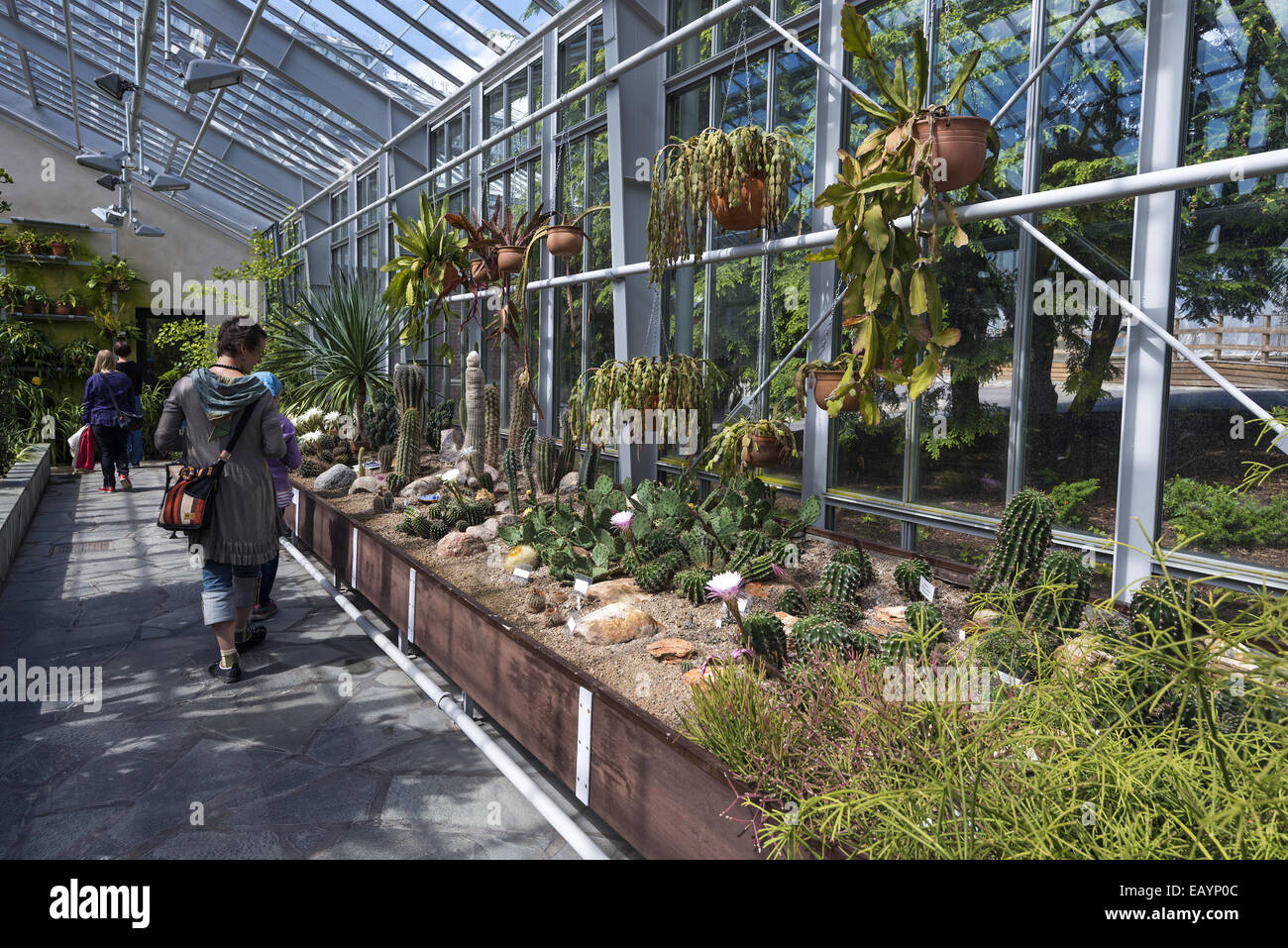 Cactus display inside the Helsinki Winter Garden, Helsinki, Finland ...