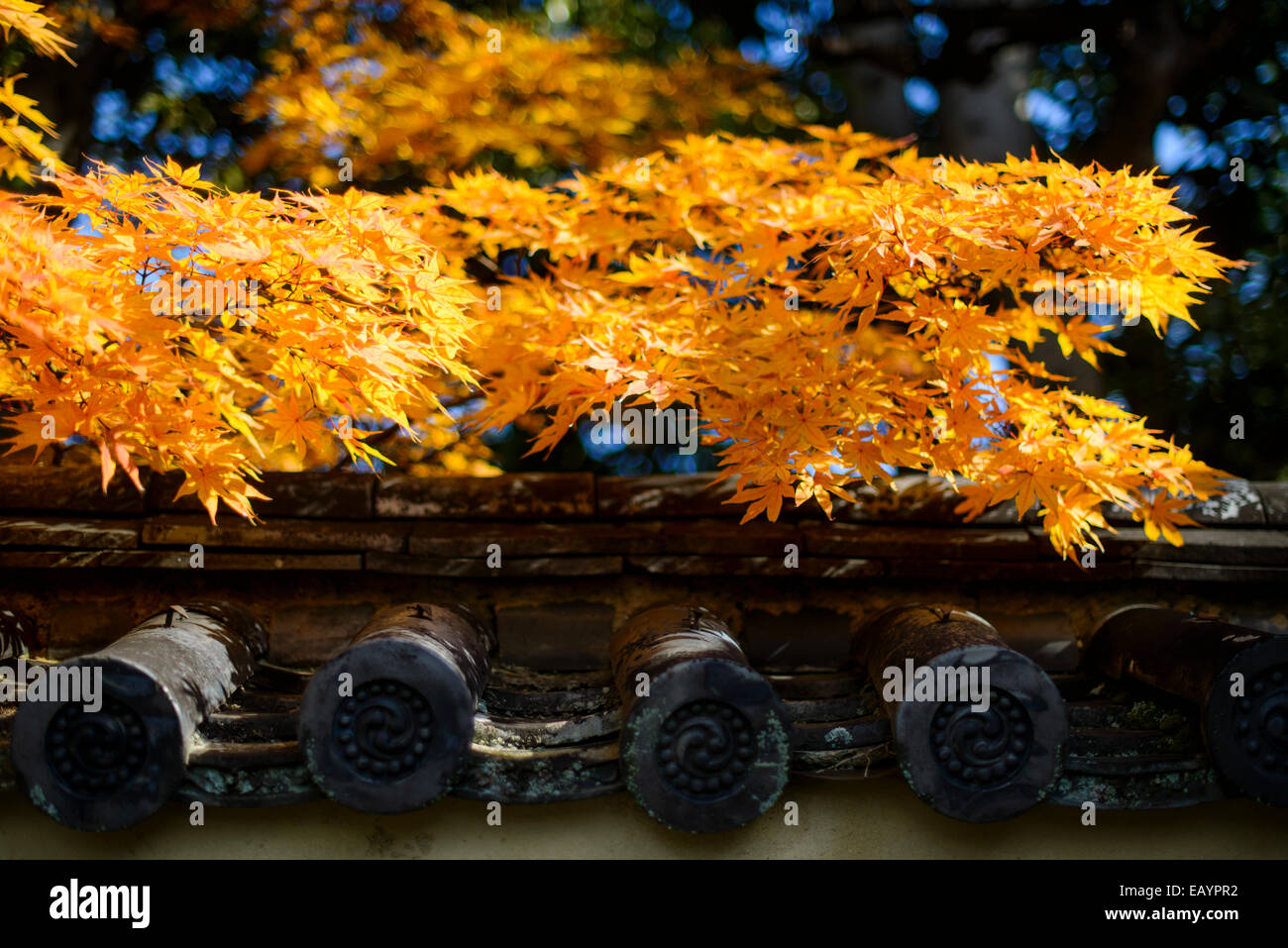 Temples of Kyoto in autumn, Japan Stock Photo - Alamy
