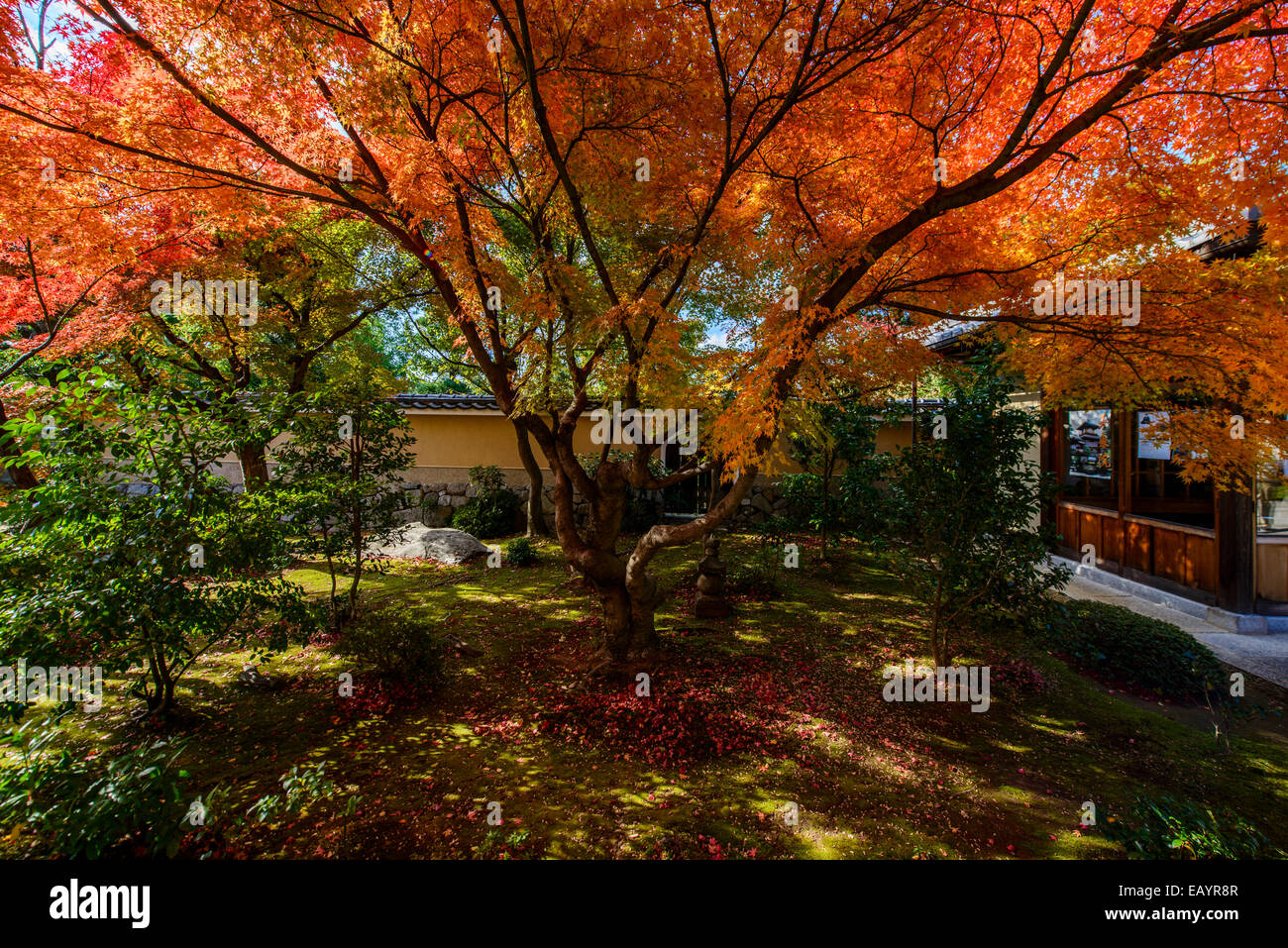 Temples of Kyoto in autumn, Japan Stock Photo - Alamy