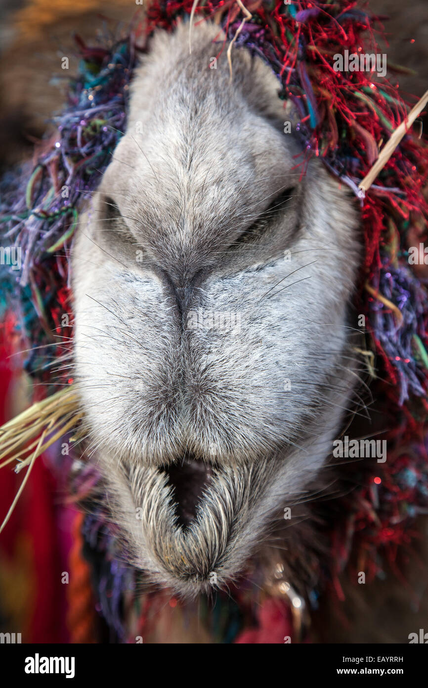 Funny camels hi-res stock photography and images - Alamy
