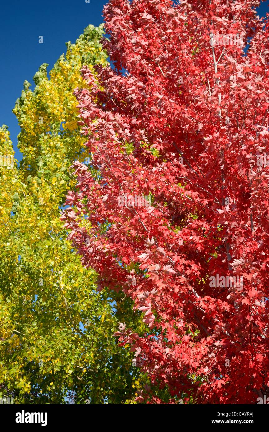 Maple trees in Fall color Stock Photo - Alamy