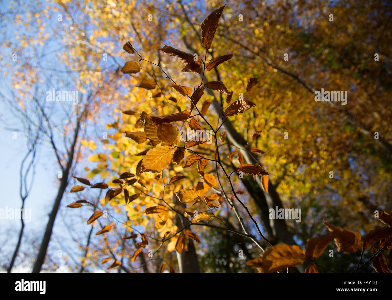 Bright sun shining through tall trees and autumnal leaves with golden ...