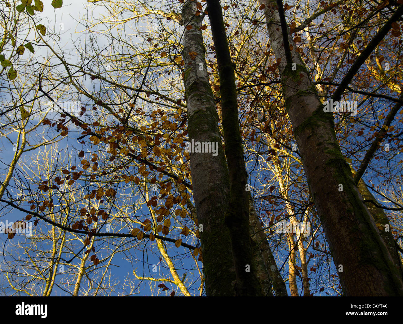 Bright sun shining through tall trees and autumnal leaves with golden ...