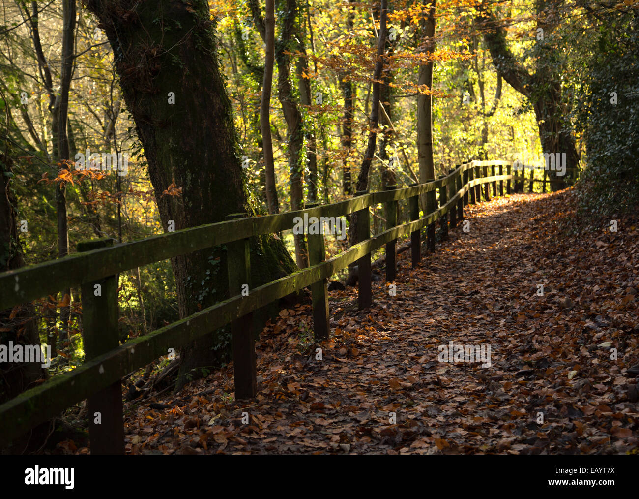 Bright sun shining through trees and a woodland path, golden light ...