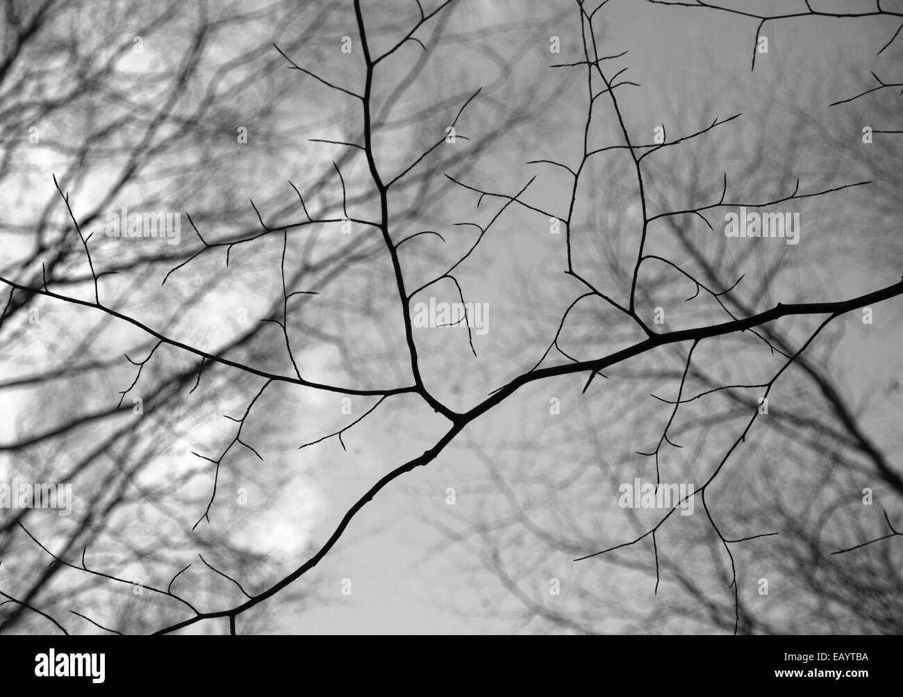 Looking up through beech tree twigs and branches in Autumn after leaf ...