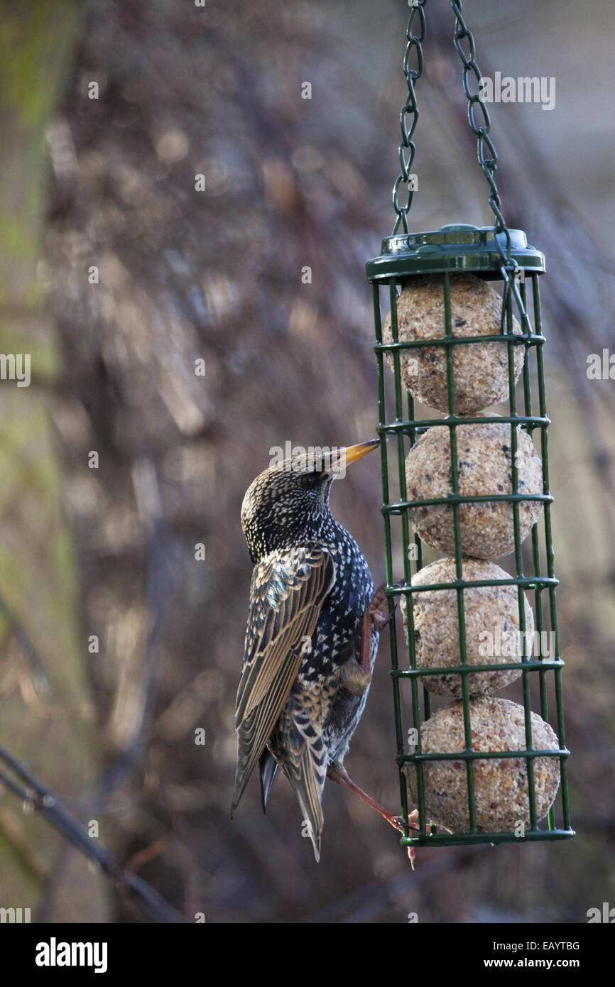 Fat bird eating hi-res stock photography and images - Alamy