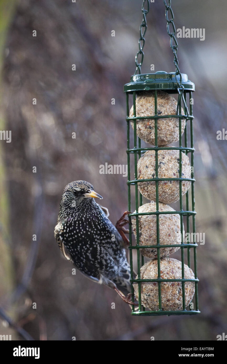 Fat bird eating hi-res stock photography and images - Alamy