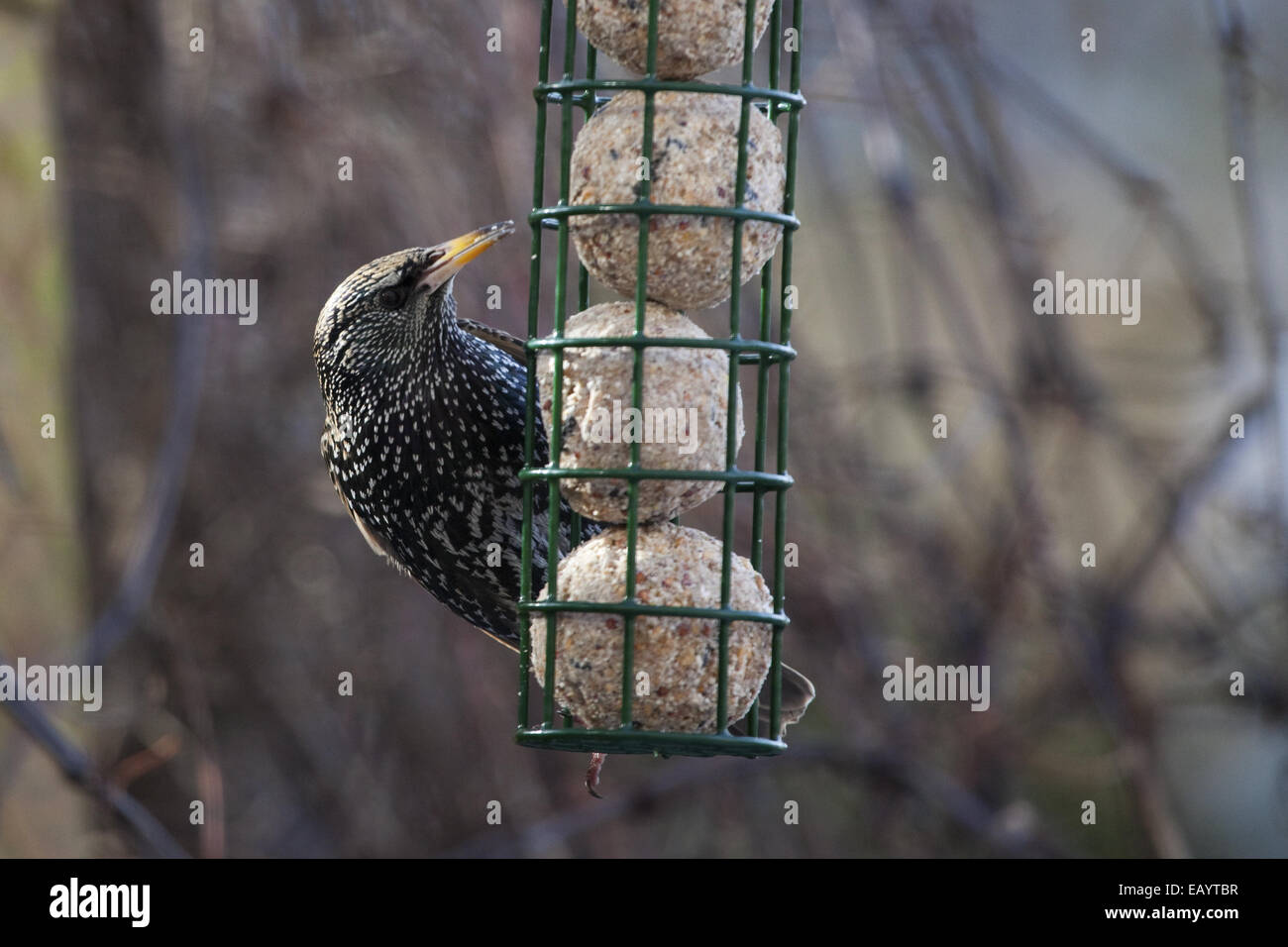 Starling eating fat balls Stock Photo - Alamy