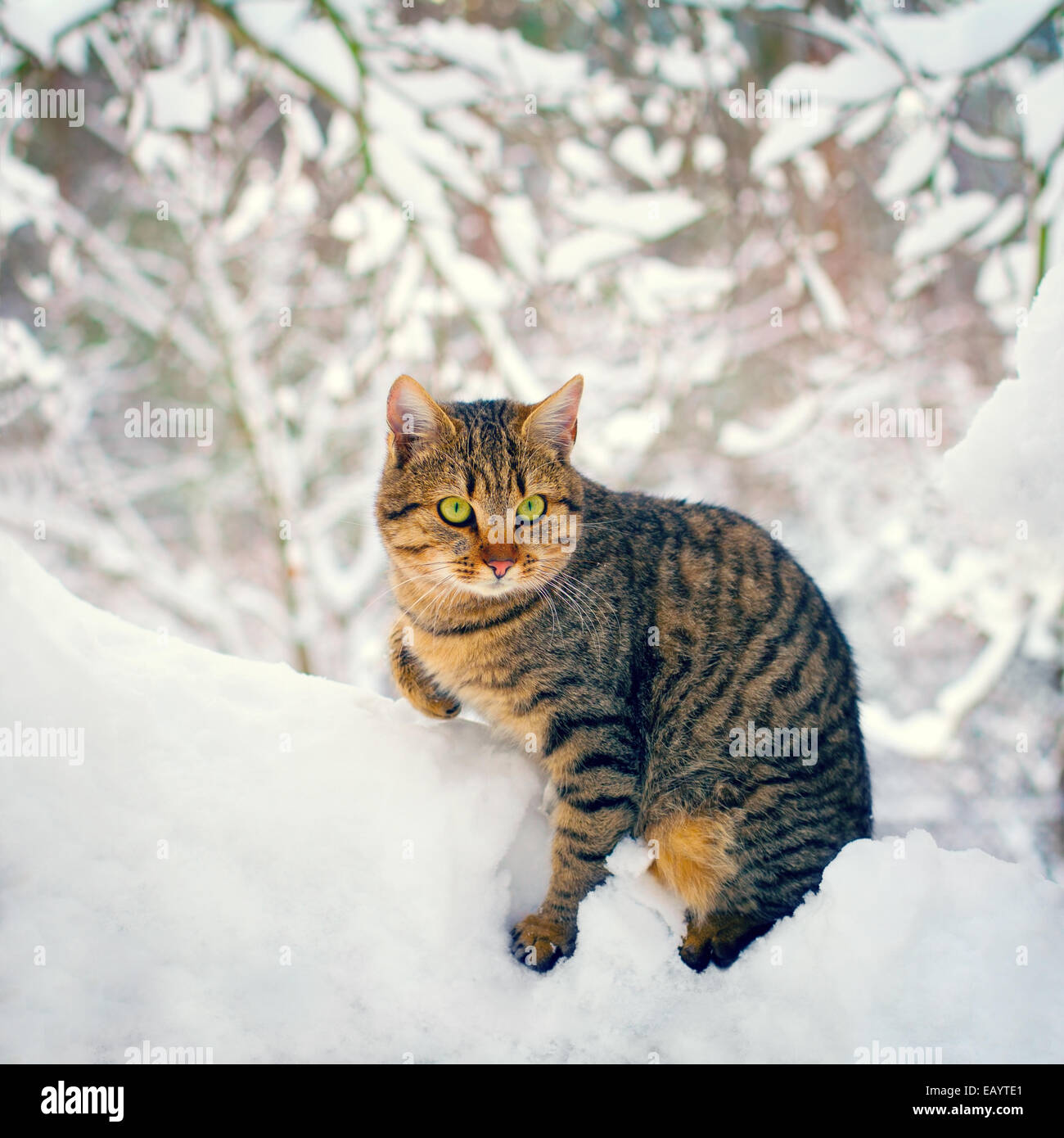 Cute cat walking in the snowy forest Stock Photo - Alamy