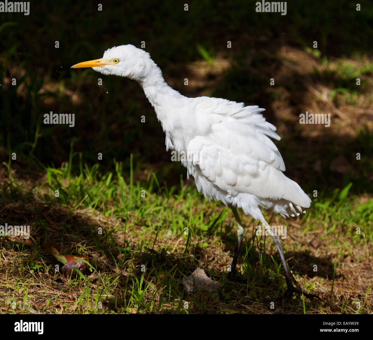Cattle Egret stalking for food Stock Photo - Alamy