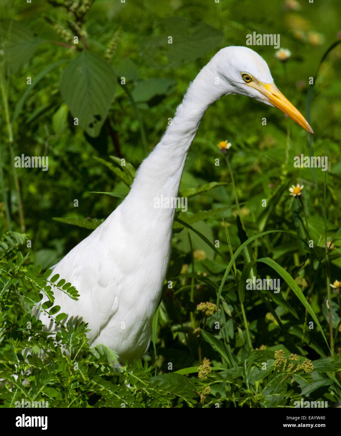 Cattle Egret stalking for food Stock Photo - Alamy