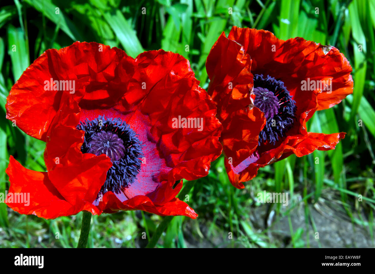 Large red garden poppies (Papaver Stock Photo - Alamy