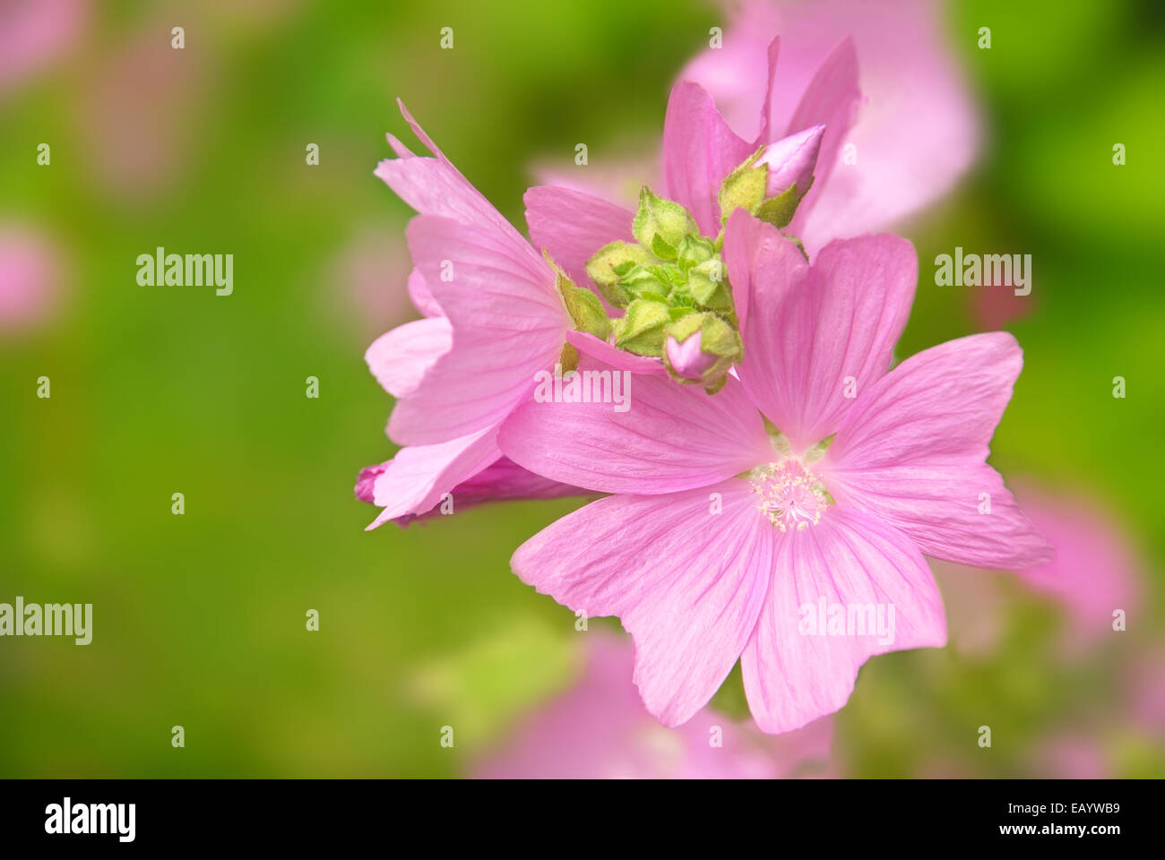 Alcea pallida pink flowers Stock Photo - Alamy