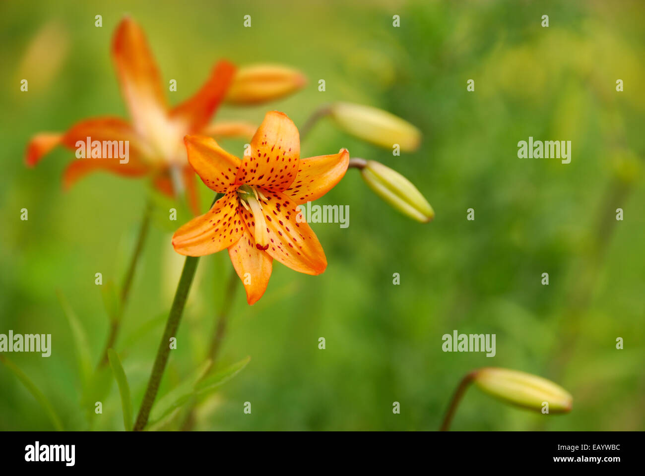 Flowers tiger lilies Stock Photo - Alamy