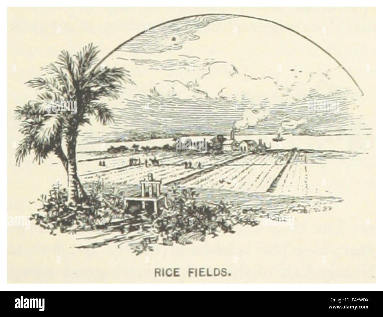 An 1891 illustration of rice fields in South Carolina, showcasing the ...
