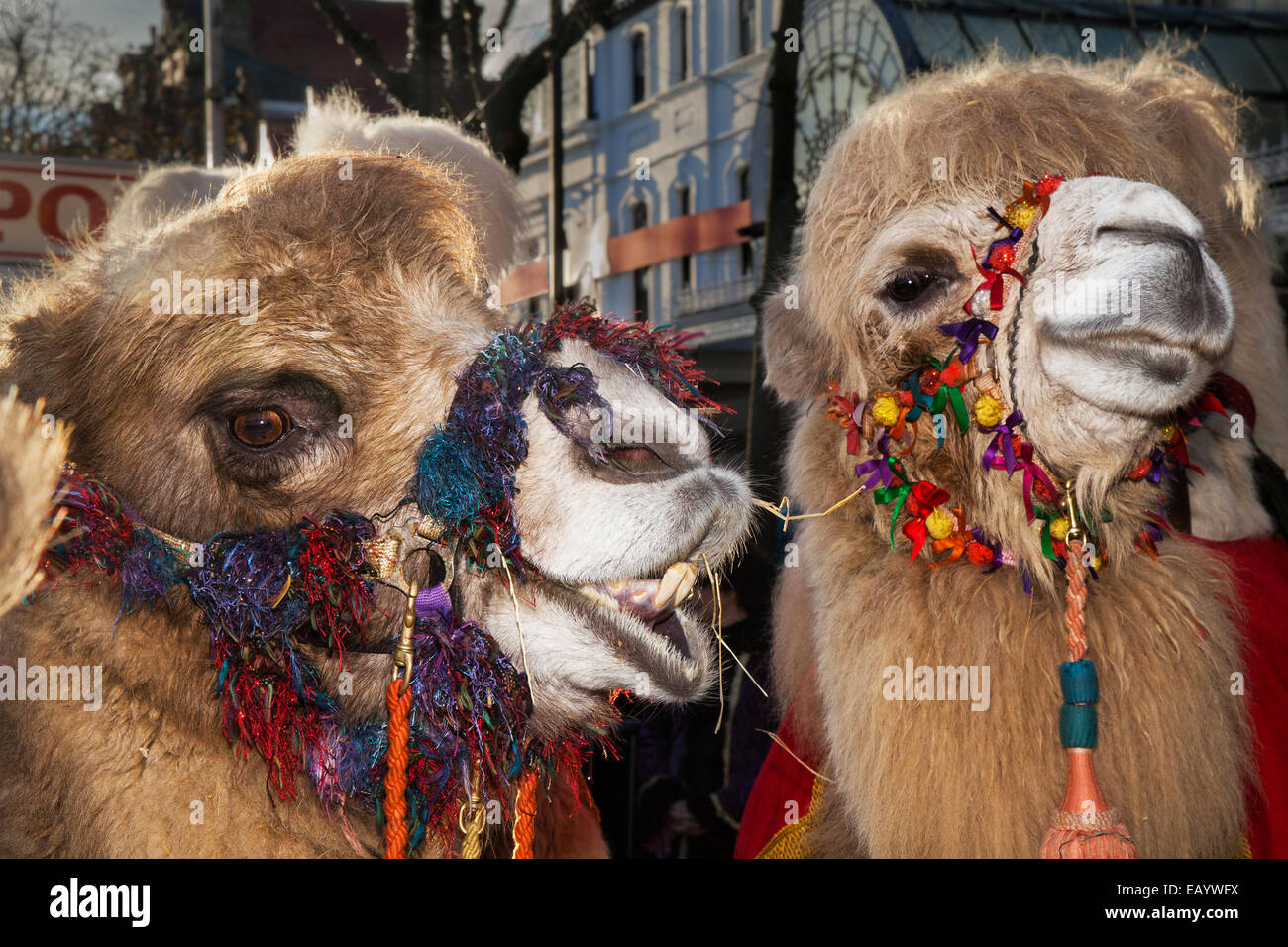 Funny camel faces hi-res stock photography and images - Alamy