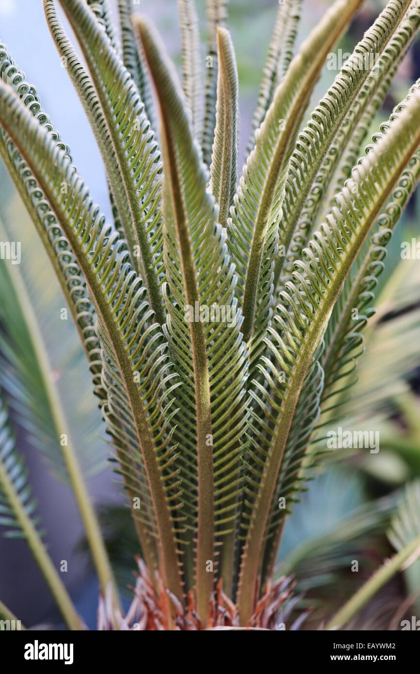 Cycas revoluta cycad hi-res stock photography and images - Alamy