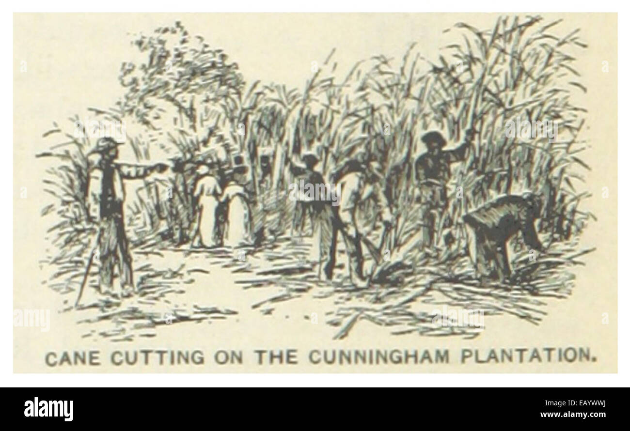 US-TX(1891) p822 CUNNINGHAM PLANTATION, CANE CUTTING Stock Photo - Alamy
